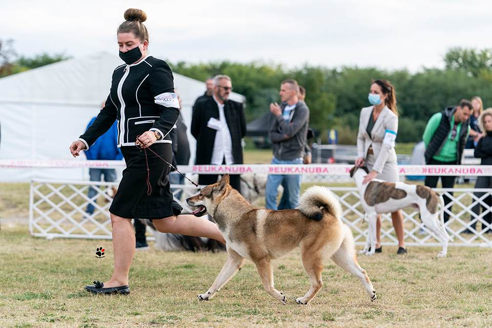 Kinrou No Tono Go Kinrousha – Shikoku Kennel