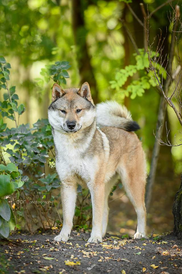 Kinrou No Tono Go Kinrousha – Shikoku Kennel