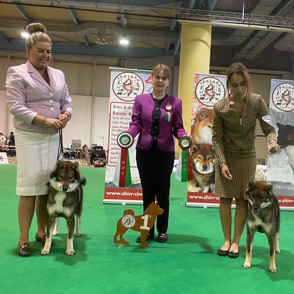 One more BEST IN SHOW for Miyuki in Italy - Shikoku Kennel