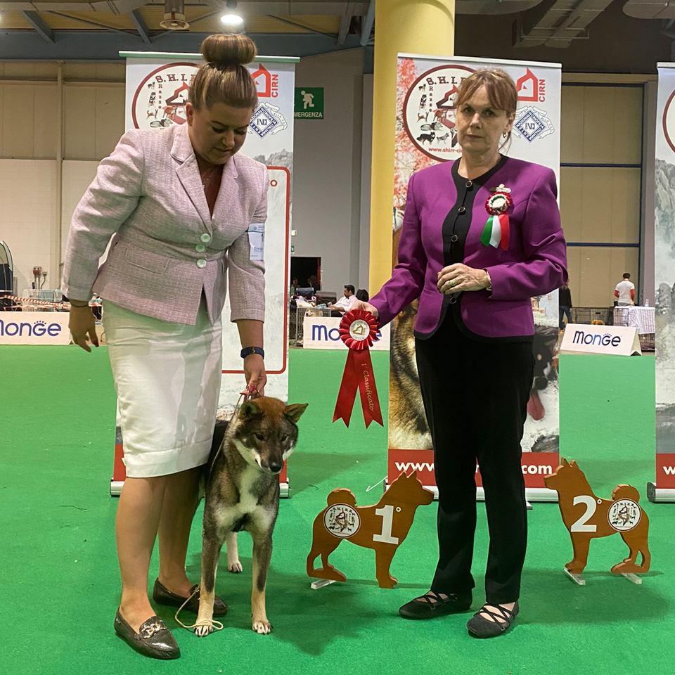 One more BEST IN SHOW for Miyuki in Italy - Shikoku Kennel